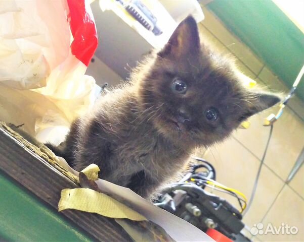 Котенок пепельного цвета девочка