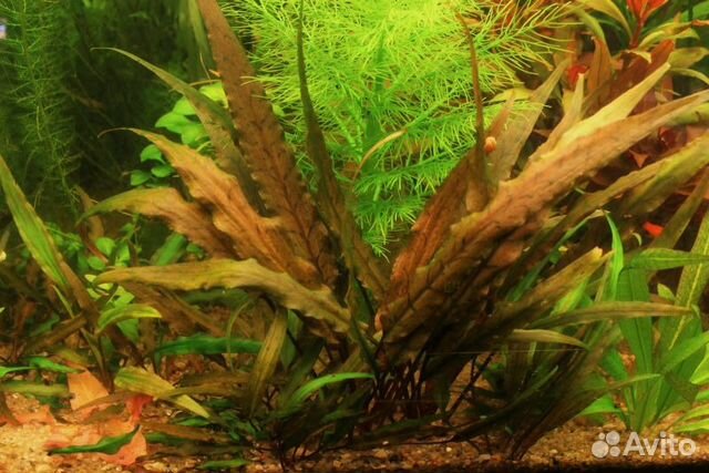 Криптокорина Вендта и Балансе