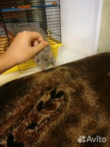 Домашние крысы с клеткой в добрые руки