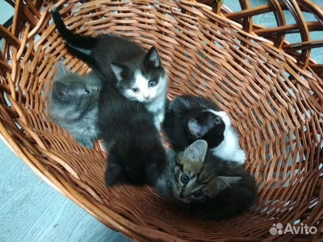 Сладкие котятки