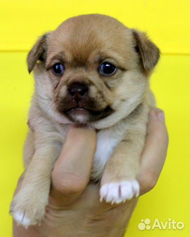 Красотки чишки