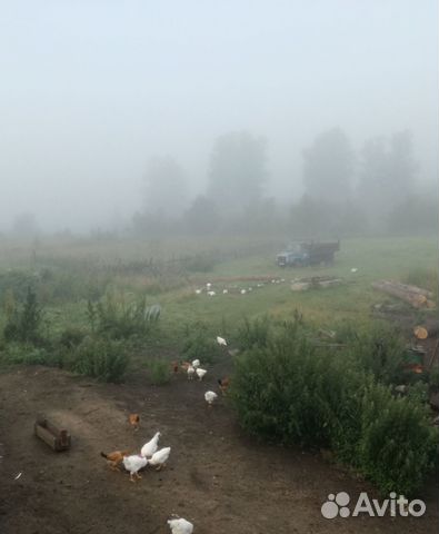 Инкубационное яйцо Кученской Юбилейной, Плимутрока