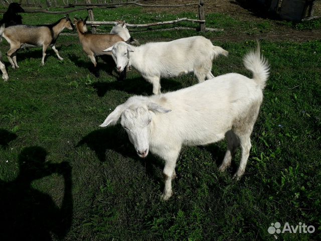 Кострированные козлы