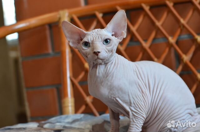 Шикарный мальчишка сфинкс в любимцы