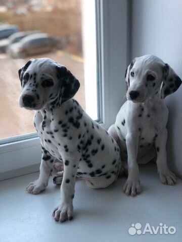 Далматин Щенок