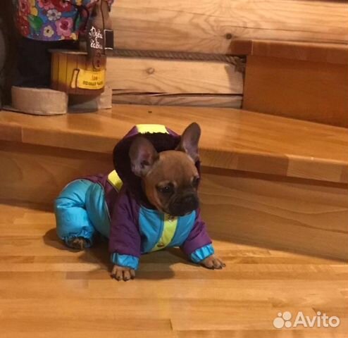 Французские щенки