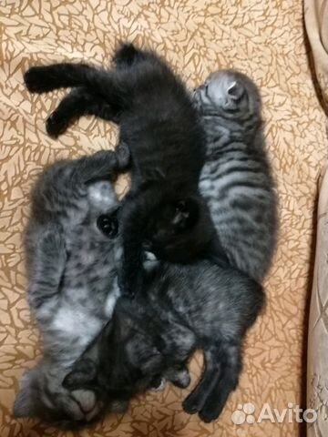 Отдам в добрые руки