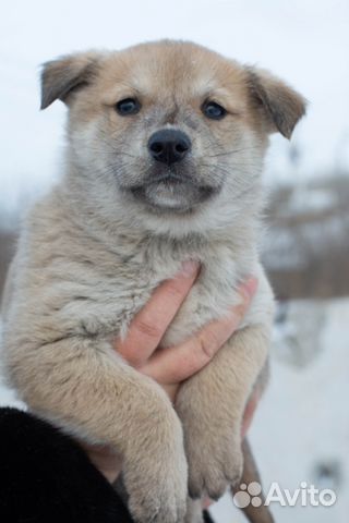 Милые щеночки