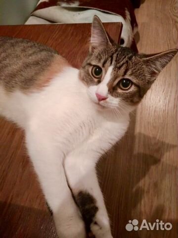 В добрые руки