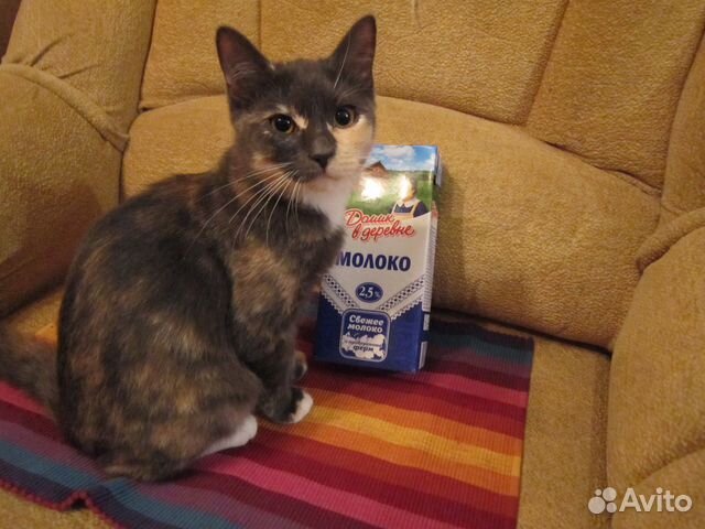 Милой ласковой кошечке Фрише нуже заботливый друг