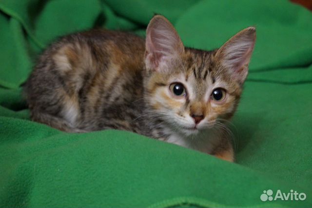 Котята, девочки, 1,5 месяца ищут добрые ручки