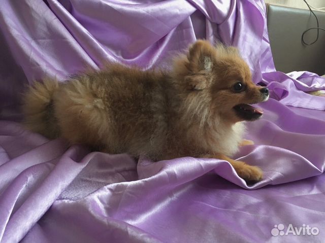 Померанский шпиц