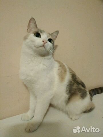 Трёхцветная кошка