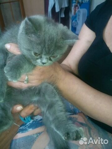 Две очаровательные кошечки британки