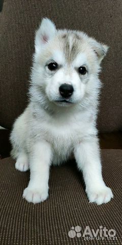 Шикарная хаски девочка