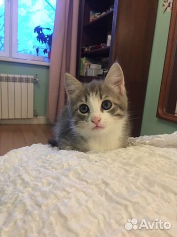 Лучший котенок