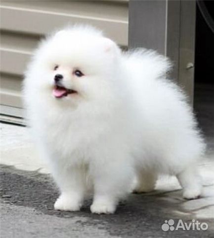 Милашка Померашка