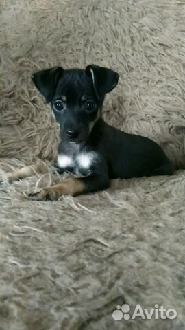 Английский той терьер