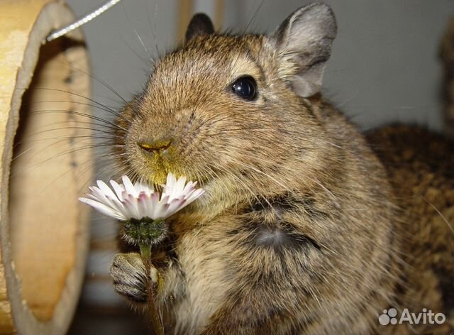 Продаются 2 белочки Дегу