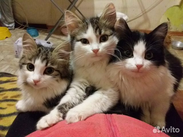 Ласковые пушистые котята-стерильны, привиты