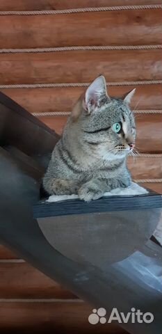 Кот