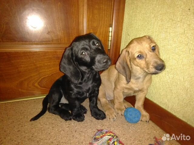 Отдам щенка в добрые руки