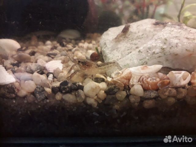 Рачки мраморные