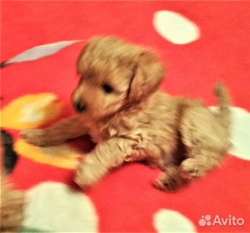 Щенки миниатюрного пуделя