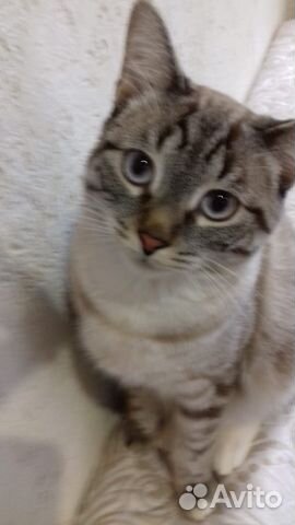 Голубоглазый серебряный котенок подросток в дар