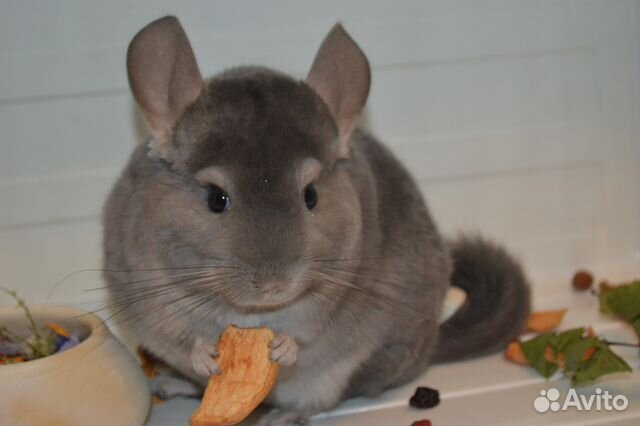 Шиншилла, подрощенные самцы