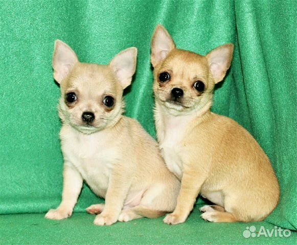 Мальчик и девочка