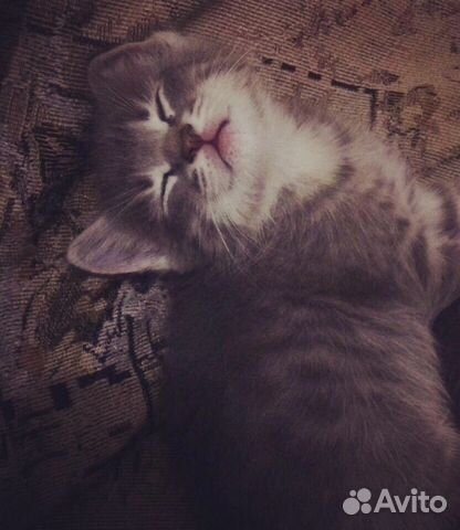 Котята, британки, няшки-милашки