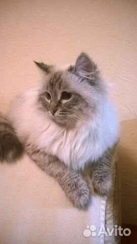 Роскошного молодого котика в дар