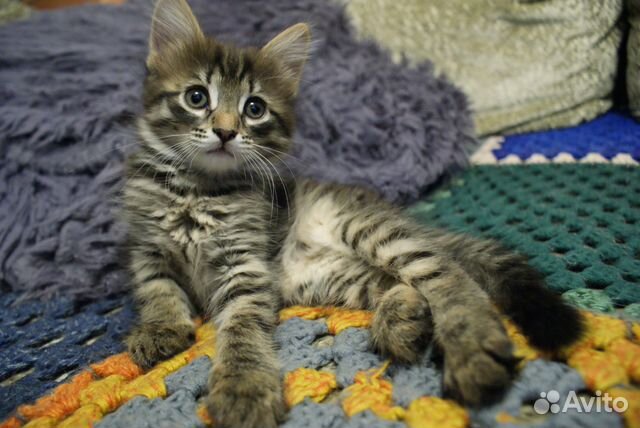 Прекрасный которебёнок ищет семью