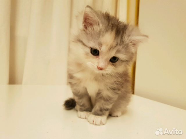 Маленькая красавица-кошечка