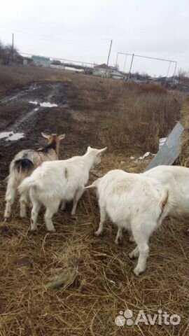 Продаются козлики