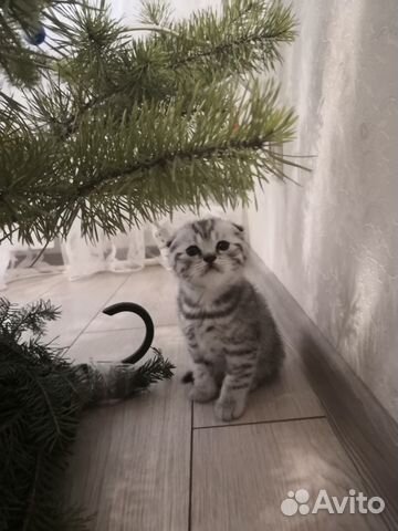 Котята скотиш-страйт и скотиш-фолд