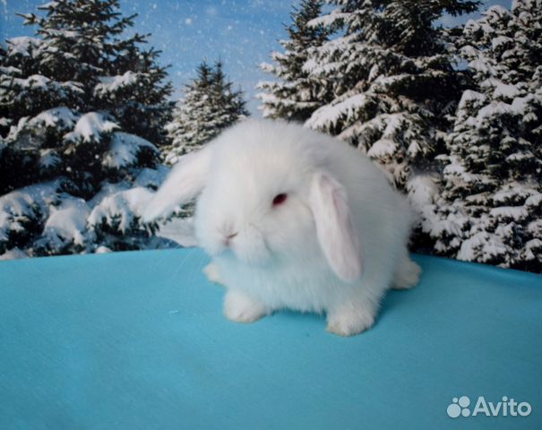 Белый карликовый кролик - Mini-lop - Питомник