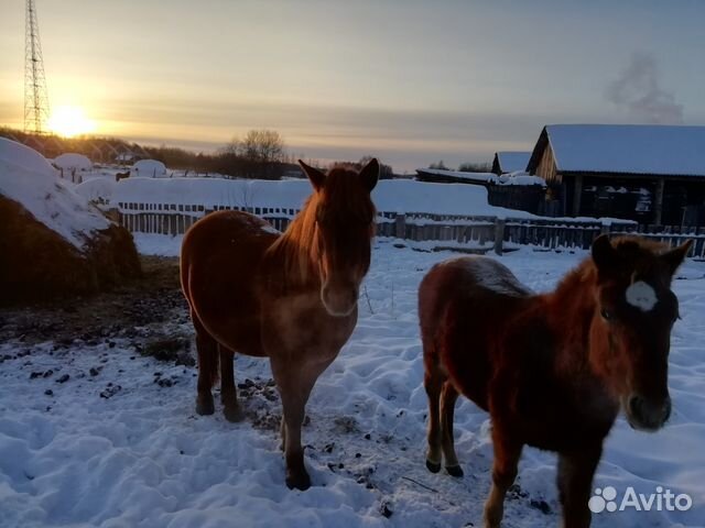 Продам лошадей