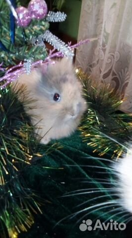 Миниферма карликовых кроликов "Лапик"