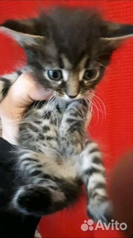 Отдам в добрые руки котят