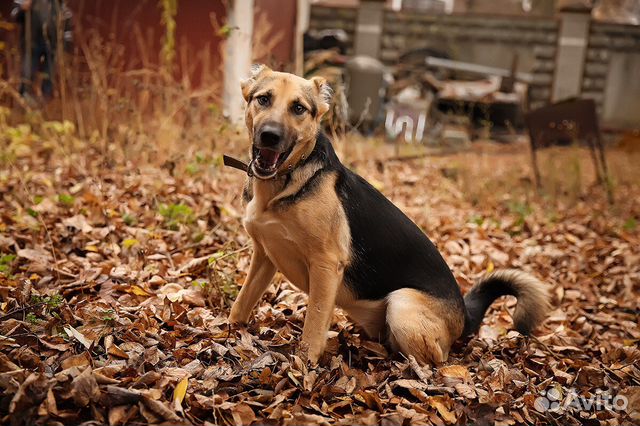 Обаятельная собака Саррочка