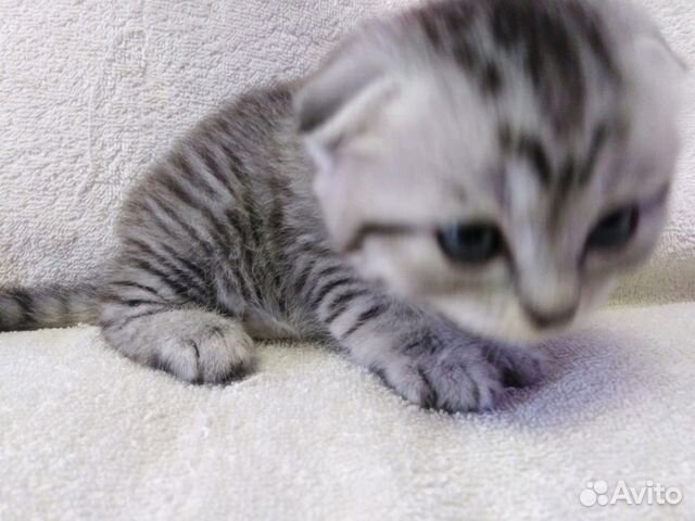 Навогодний подарок - Котенок британец