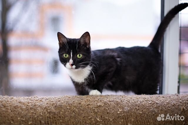 Кошечка Айза