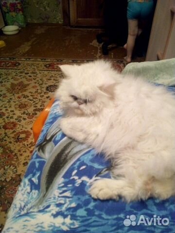 Персидская