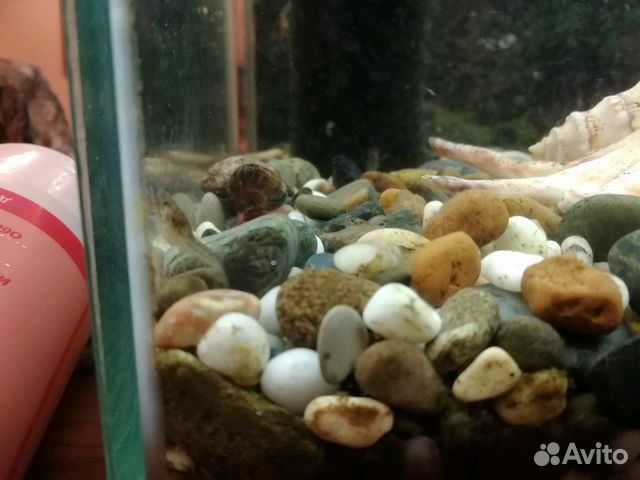 Рак кубинский