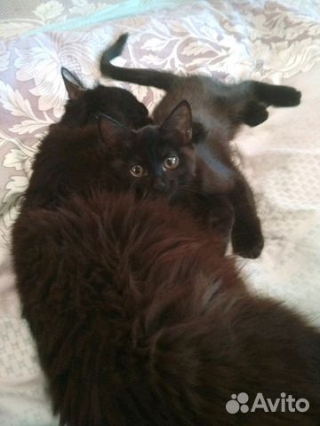 Котёнок Счастья