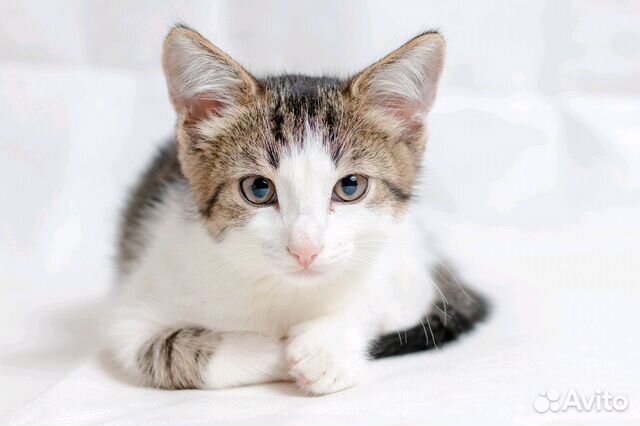 Милый котёнок. 2 месяца