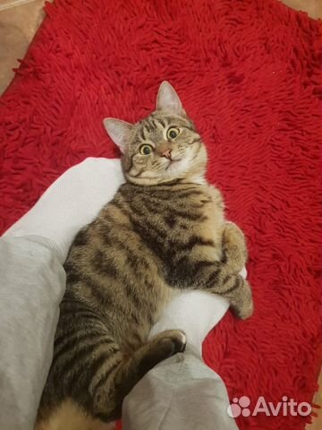 Котенок Риччи в дар