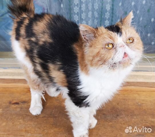 Отдается экзотическая короткошерстная кошка 6 лет